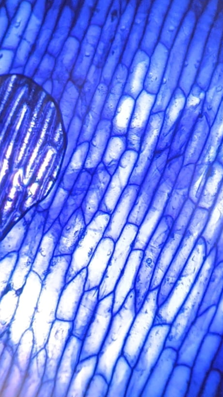 Onion Under Microscope