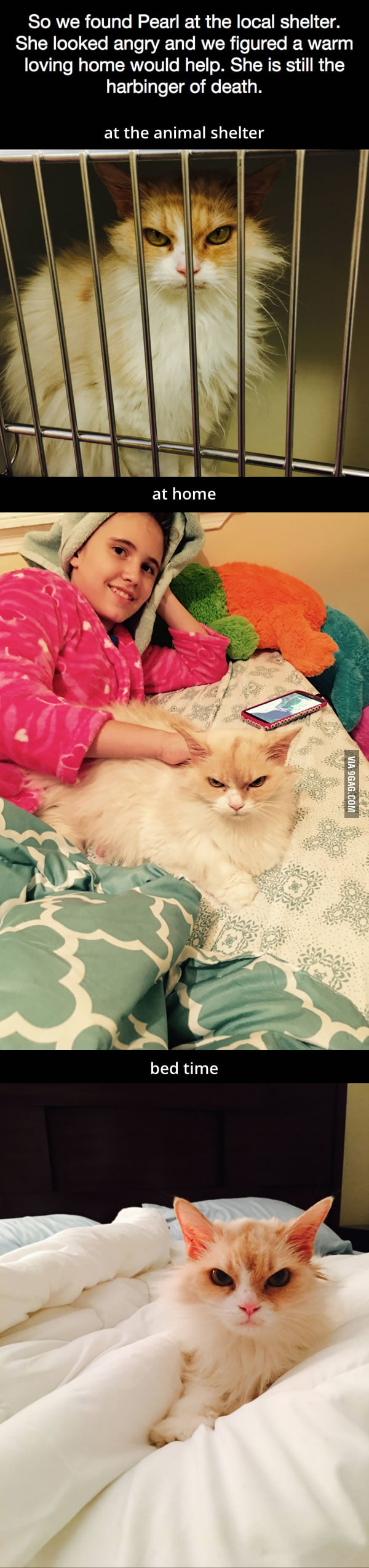 Grumpy Cat has an apprentice. - 9GAG