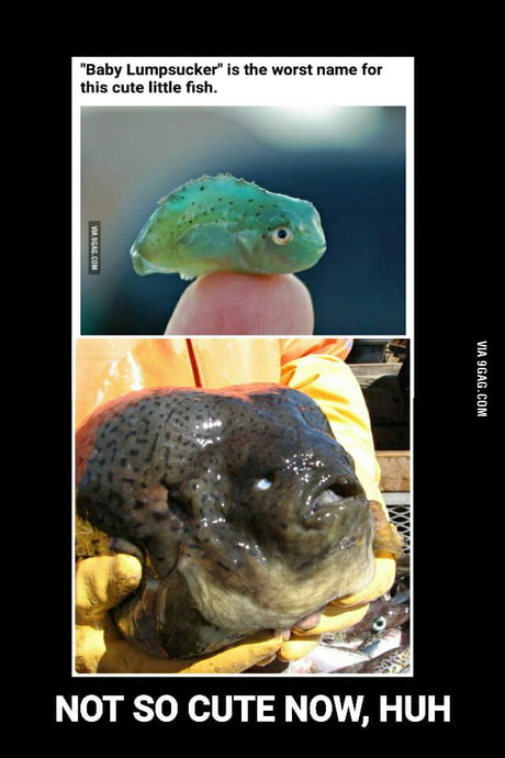 Lumpsucker Memes Picture Memes Z9lBbzSHC By DregsOfSociety: 1 Comment