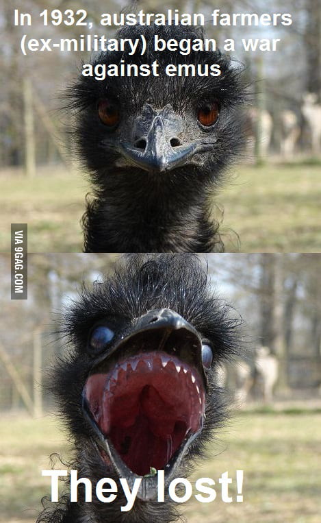 Holy sh*t australia is scary... (google "emu war") - 9GAG