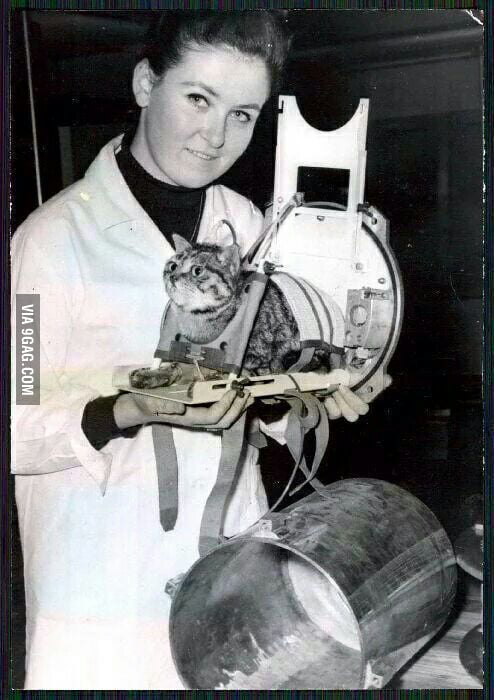 On this day on 1963, a cat named "Felicette" became the first feline on space - 9GAG
