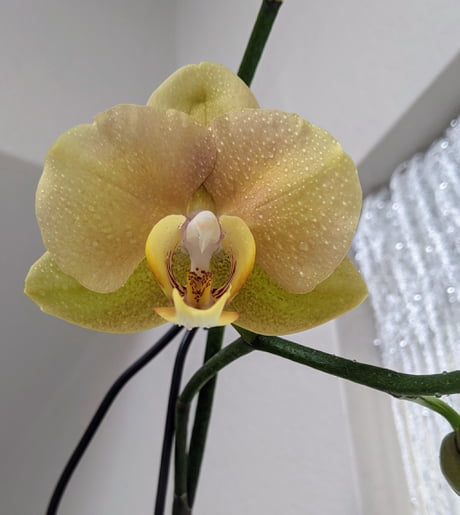 Best Funny orchid Memes - 9GAG