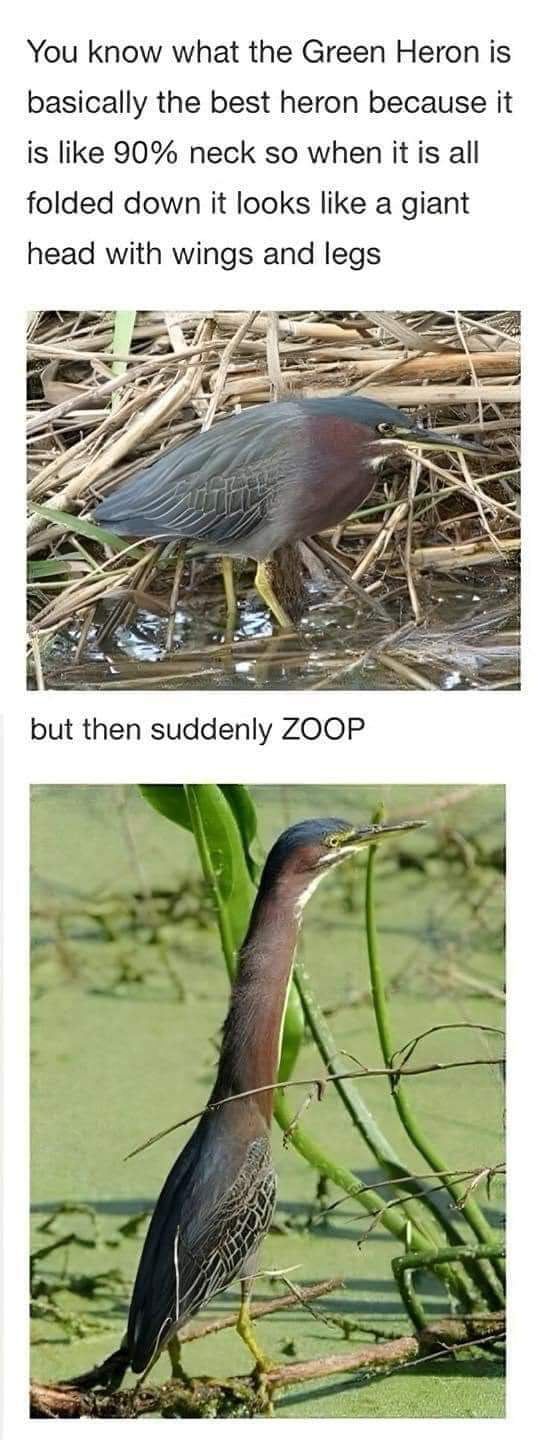 Birb - 9GAG