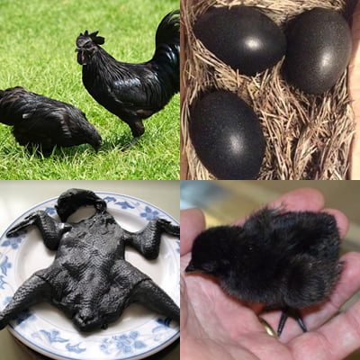 Ayam Cemani - A extremely rare black Indonesian chicken breed that ...