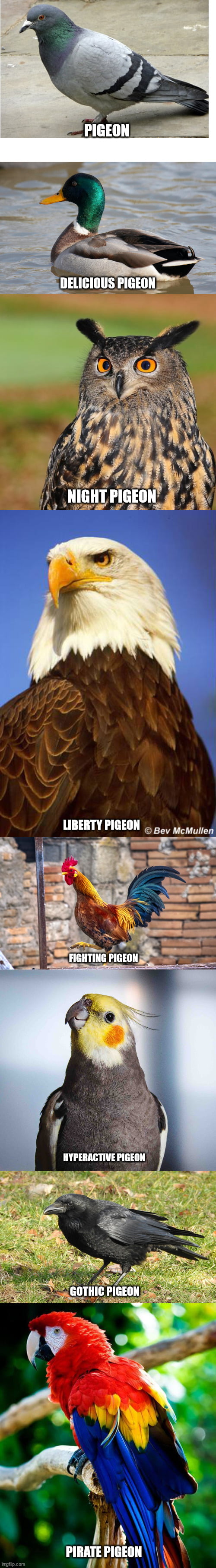 Pigeon identification ! - 9GAG