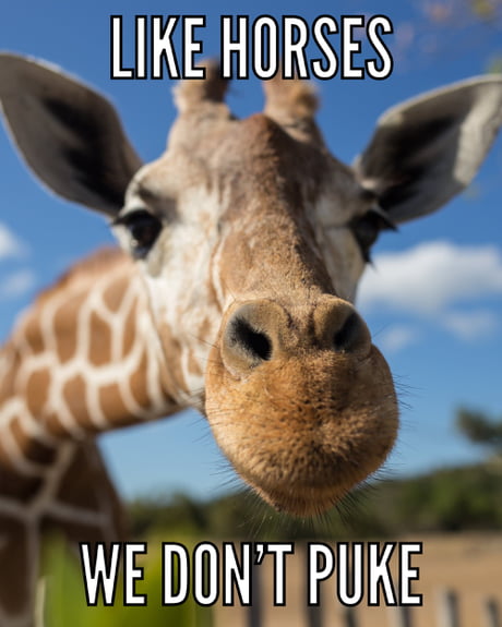 Long Neck Meme Comics