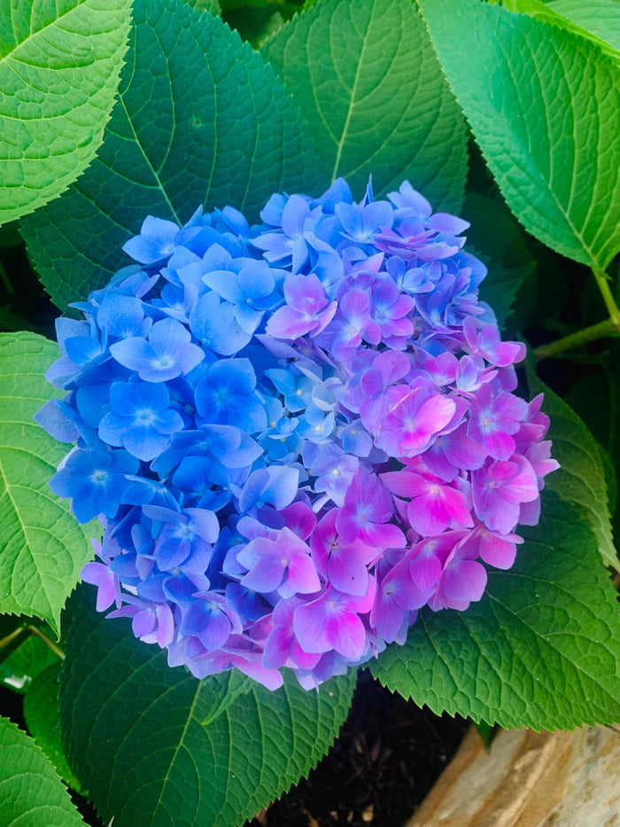 This multi-colored Hydrangea - 9GAG