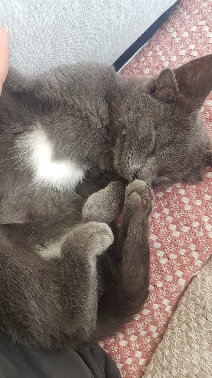 Cat Born With Four Ears Finds Her Forever Home - 9GAG