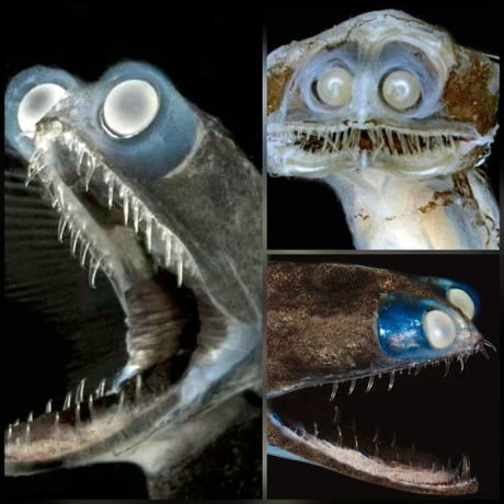 This is a telescope fish. This freaky looking thing lives 3000m deep ...