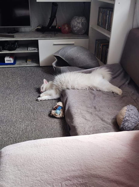 One adorable fluffball - 9GAG