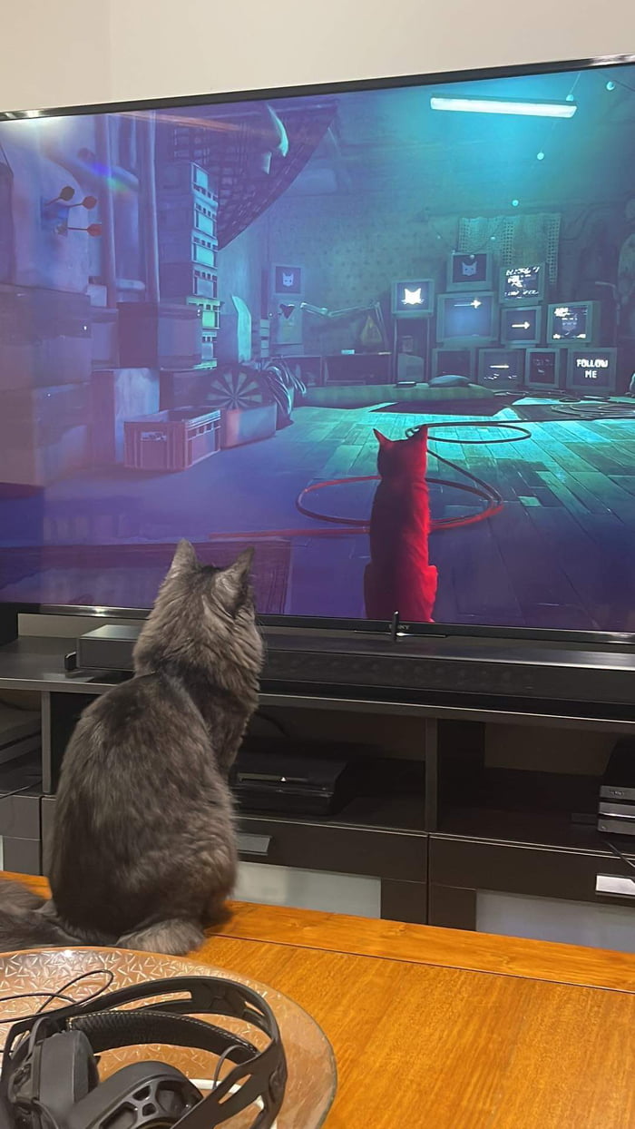 Meet Lala, The Voice Actress For The Cat In 'Stray' - 9GAG