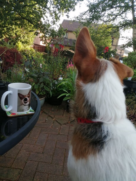 Best Funny jack russell Memes - 9GAG