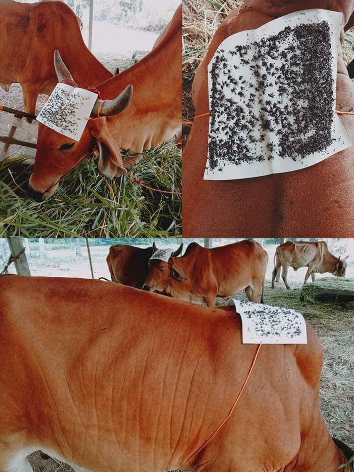 In case you have cow at home, here's a tips for best fly trap. And ...