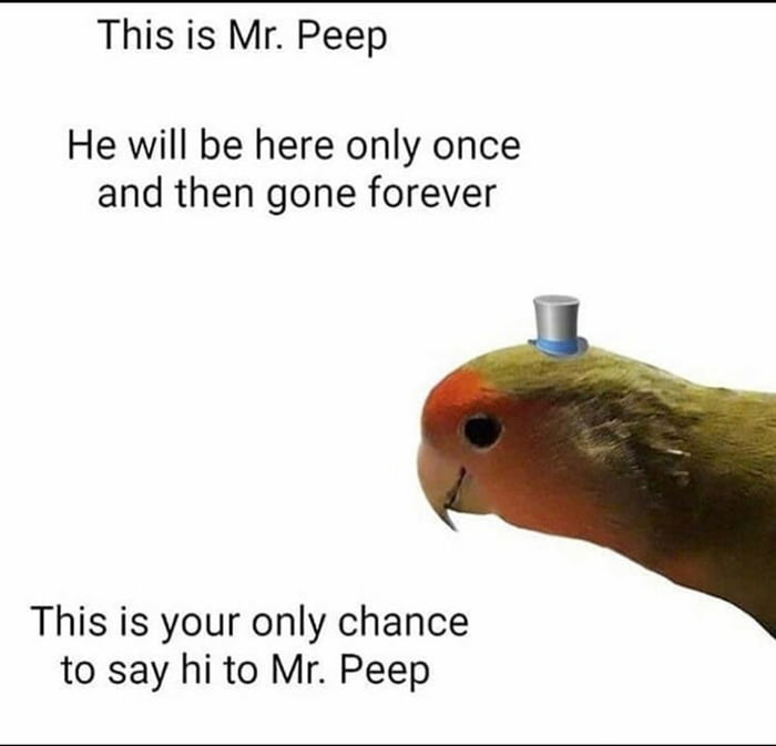 Say hi to Mr.Peep - 9GAG