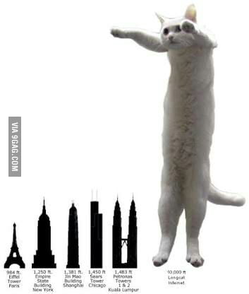 Longcat Is Long Meme Longcat Gif GIFs | Tenor