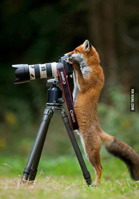 Fox Camera Memes