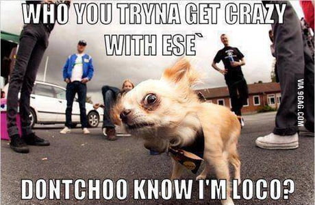 Im Loco Memes Mojo Loco