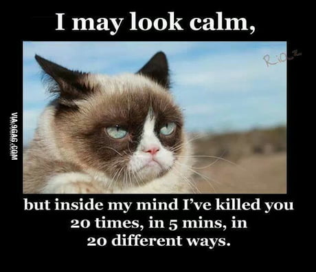 Calm Grumpy Cat