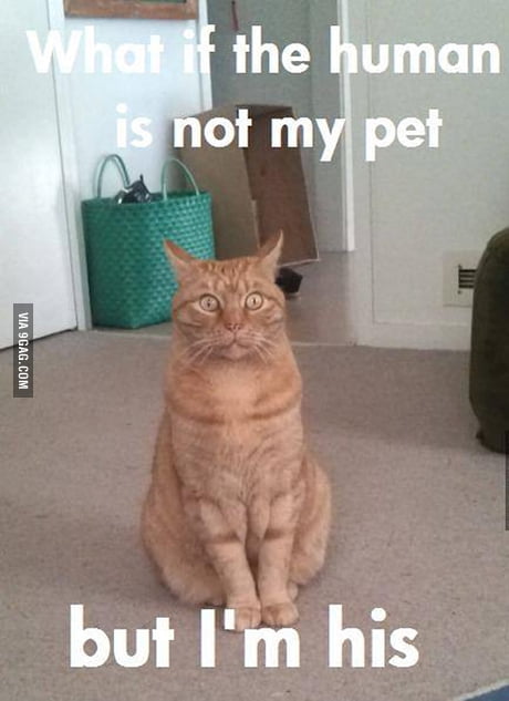 Sudden Realization Cat