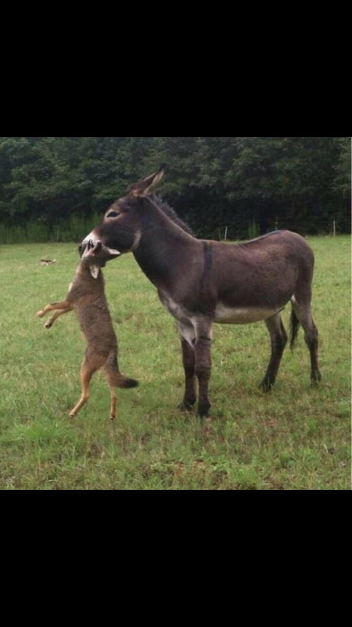 Donkey with a coyote in its mouth - 9GAG