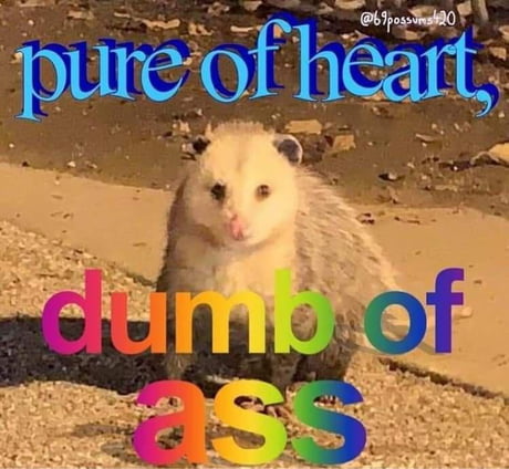 Best Funny possum Memes - 9GAG