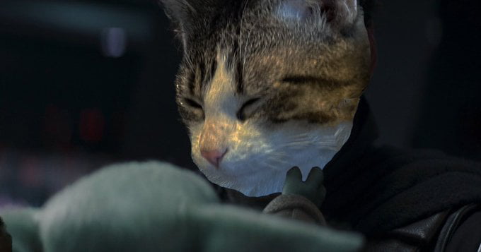 Shelter Cat Named Pedro Pspspscal Finds Furrever Home After Going Viral ...