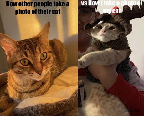 Best Funny tabby cat Memes - 9GAG