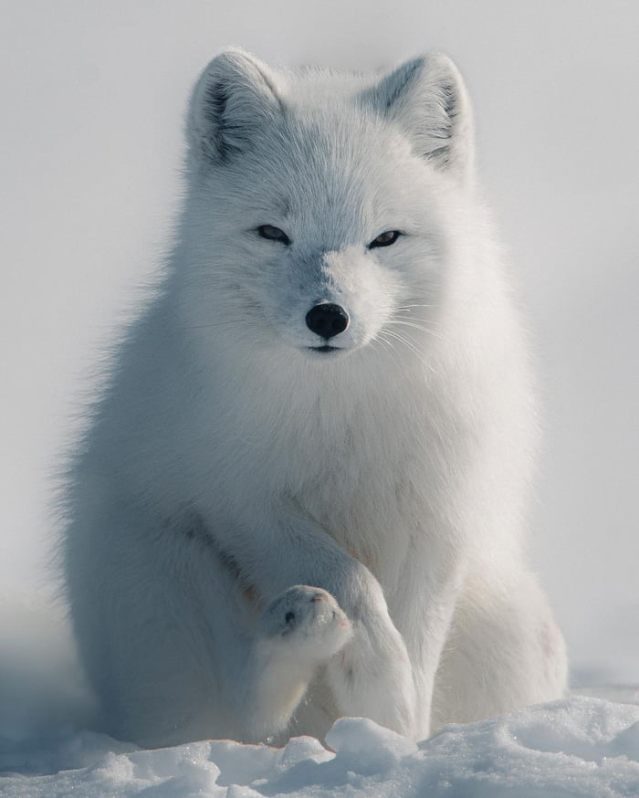 An Arctic Fox looking straight in to the camera in the Swedish Lapland ...