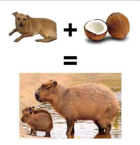 Best Funny Capybara Memes - 9GAG