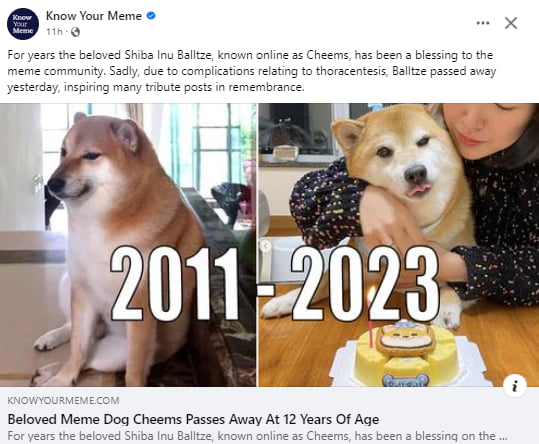 The meme dog Cheems dies during surgery (19th August 2023) RIP - 9GAG