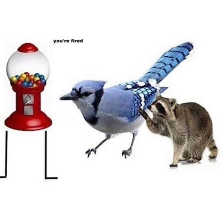 Raccoon And Blue Jay