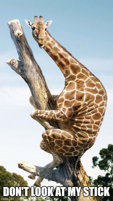 Funny Giraffe Meme