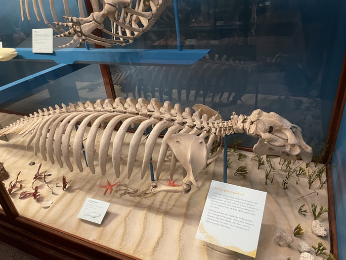 The lovable sea cow: the Manatee! Despite their cow-ish appearance and ...