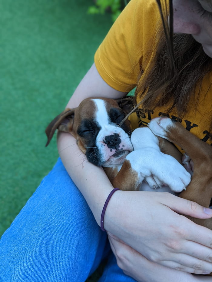 Something to cheer me up. Our New Boxer Pup, Eddie - 9GAG