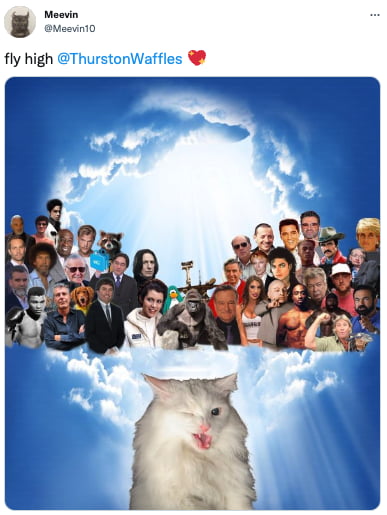 Thurston Waffles The Screaming Meme Cat Has Passed Away At 15 - 9GAG