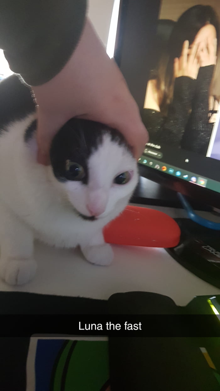 My cat is fast as f*** boooiiiiii!! - 9GAG