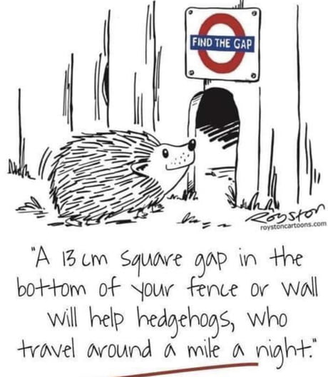 Best Funny hedgehog Memes - 9GAG
