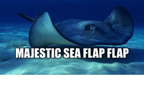 Majestic Flap Flap Memes
