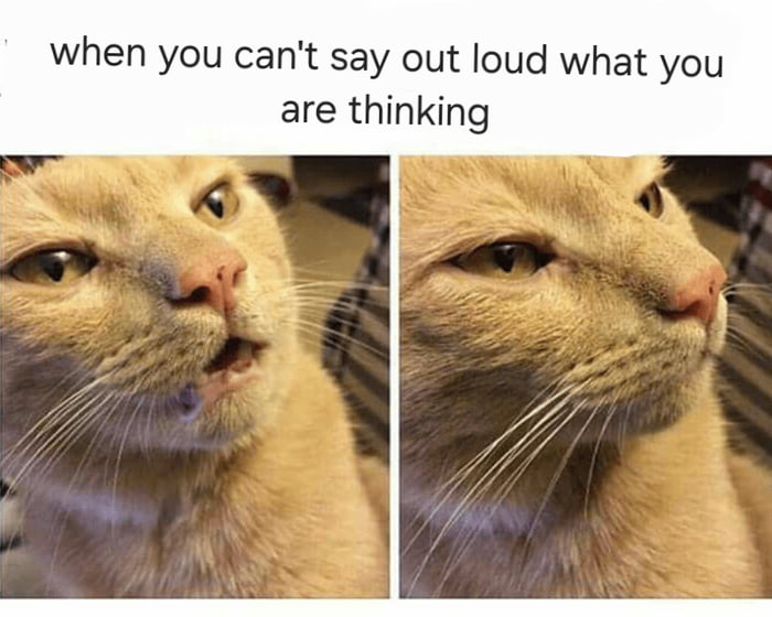 New meme template? Yes, no maybe, can you repeat the question - 9GAG