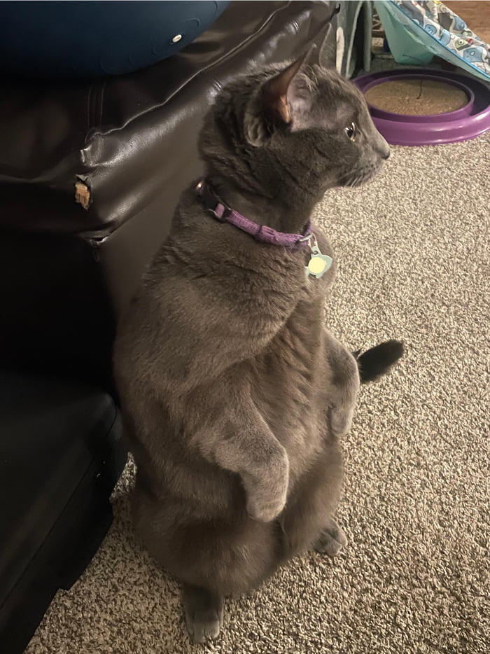 Security guard - demonstrating front door activity detection protocols - 9GAG