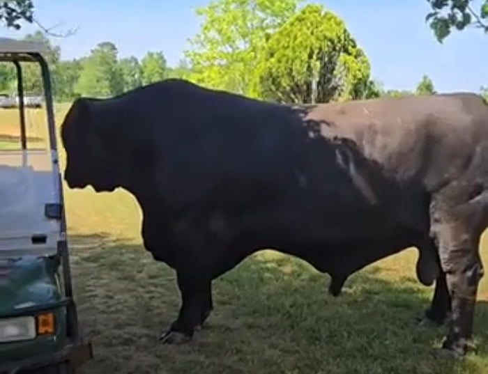 Of a bull - 9GAG