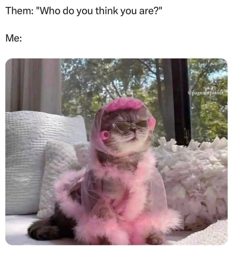 Best Funny cat fashion Memes - 9GAG