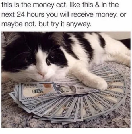 Best Funny meow Memes - 9GAG