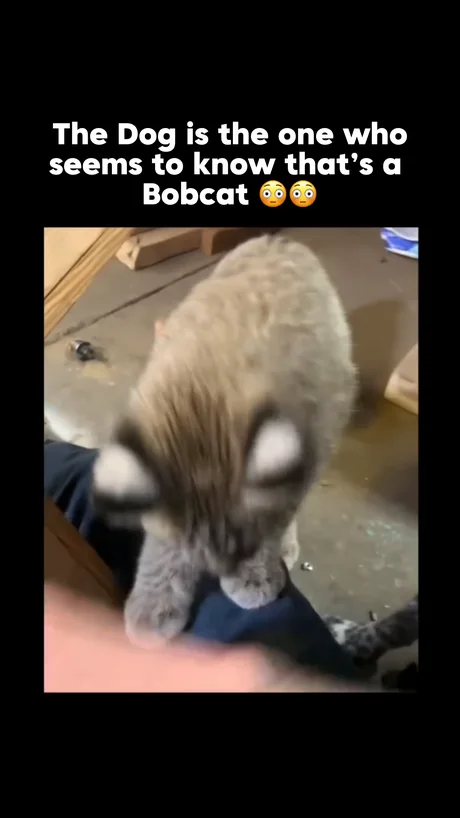Bobcat Memes Cat Griz Meme Hall Of Fame Page 14 The Bobcat Nation