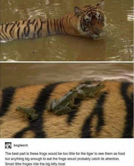 Best Funny tiger Memes - 9GAG