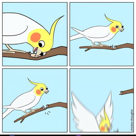 Wtf Bird Memes Mood |🦜 Follow For Daily Bird Memes! 🦜| #bird