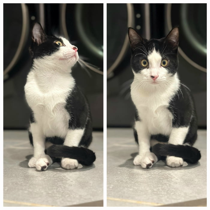 Dingus is practicing for his mug shot - 9GAG