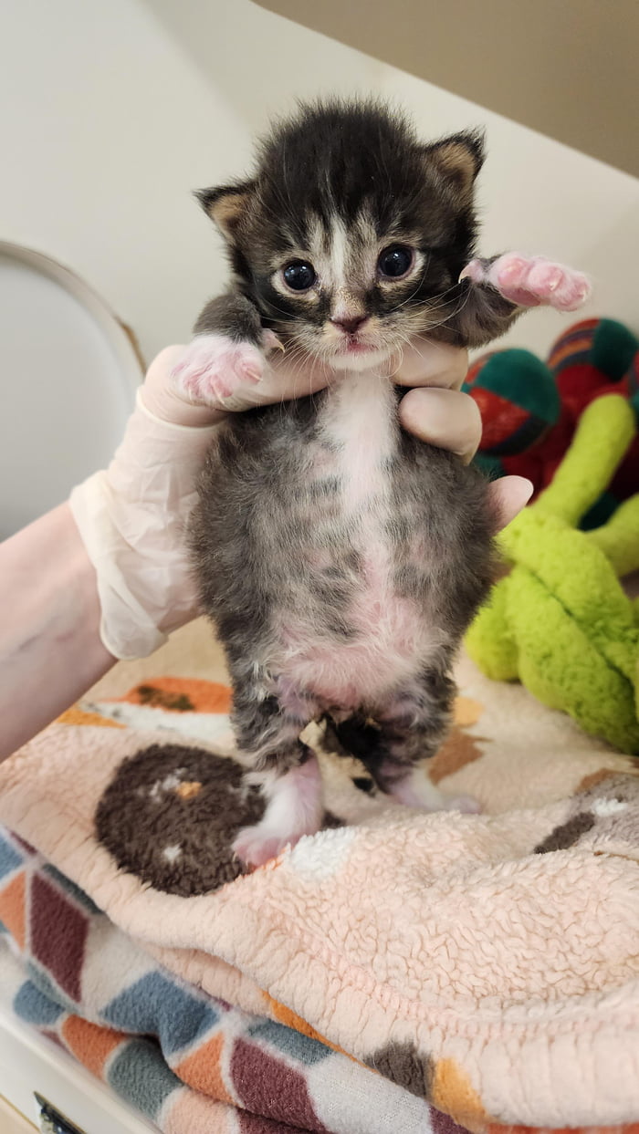 Otter update: lorge - 9GAG