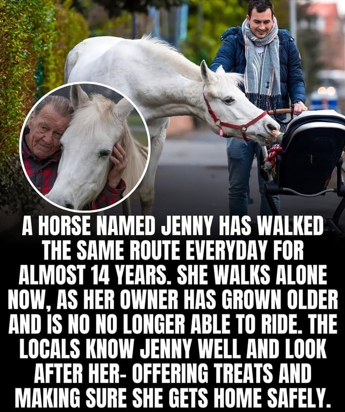 Jenny the horse is living her best life, strolling through town and ...
