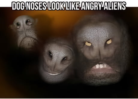 Alien Owl Memes